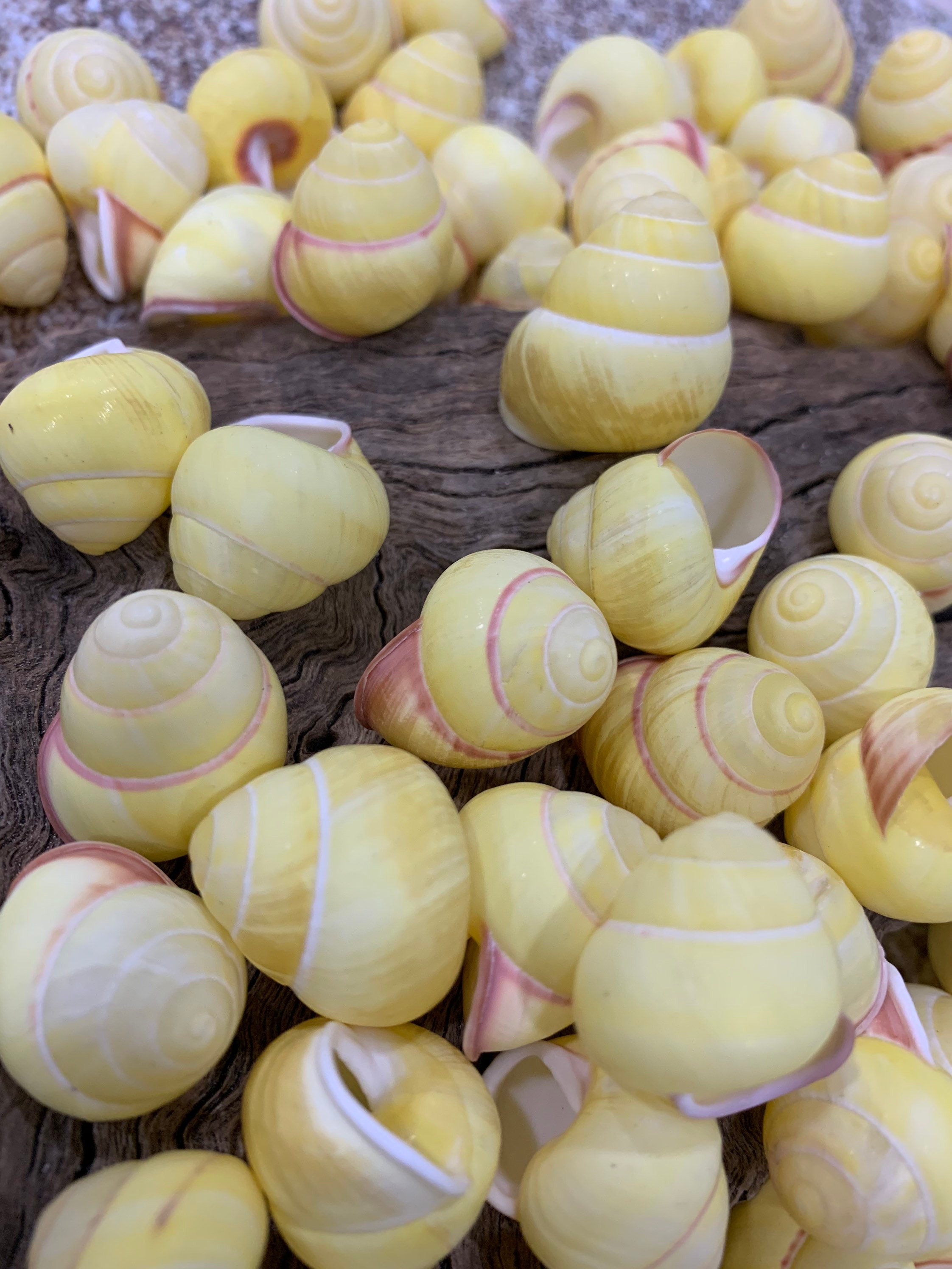 Land Snail-Striped Yellow Land Snail Shells-Safe for Hermit | Etsy