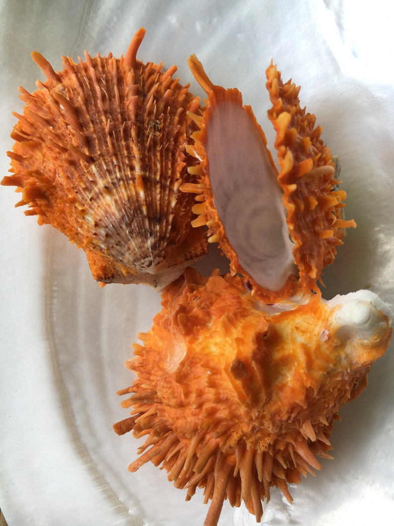 Spiny Oyster Orange Pair Seashell 23 Sea Shell - Etsy