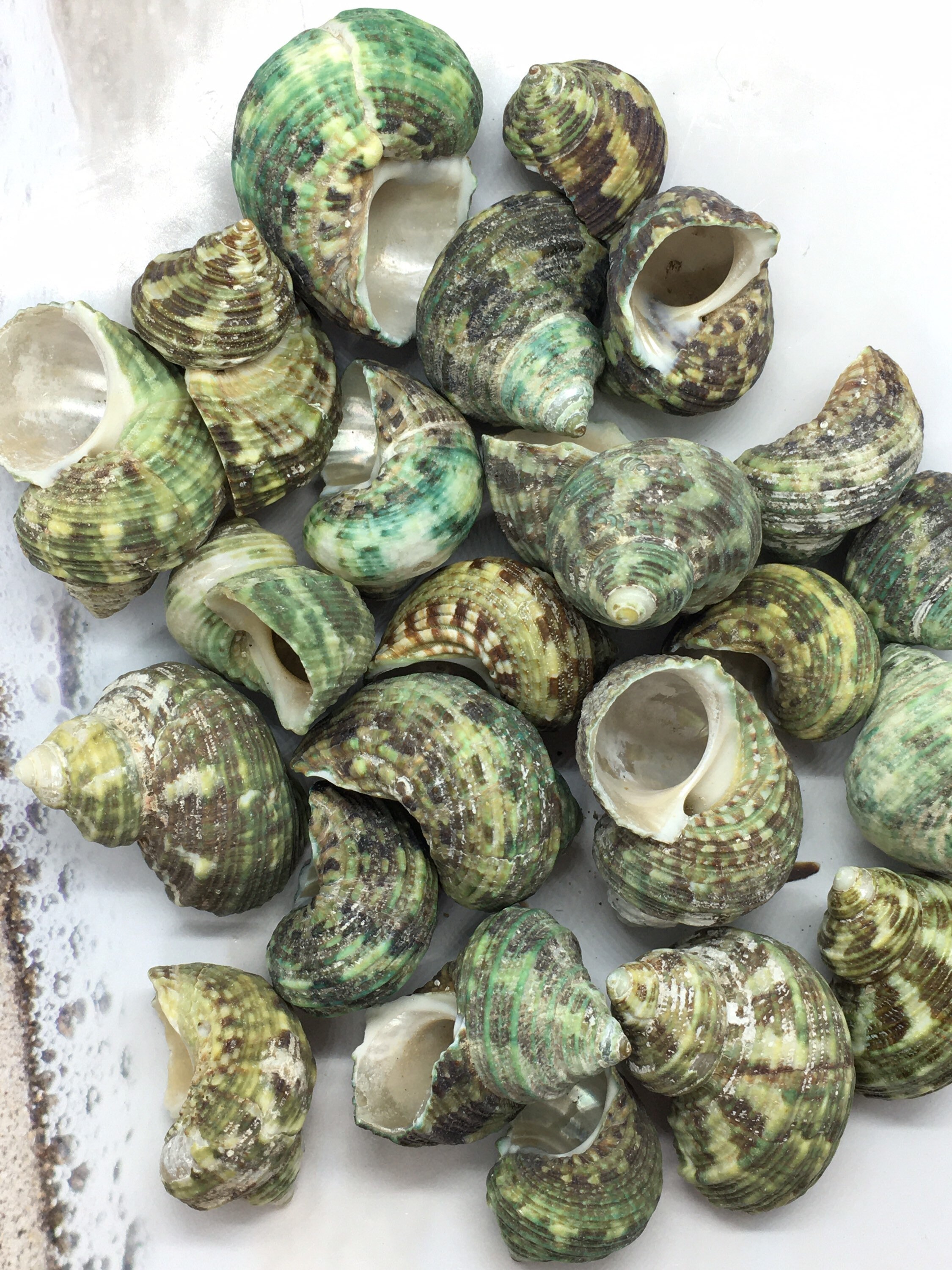 Turbo Stenogyrus Shells-green Turbo Shells-shells for Crafting-decor ...