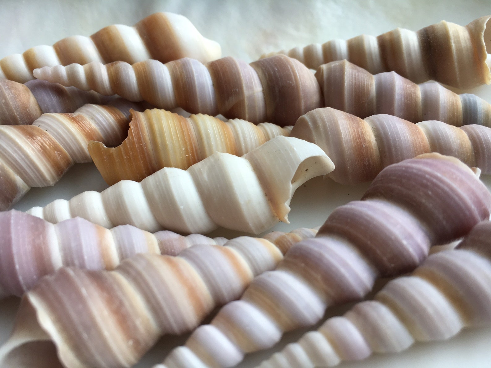 Terebra Turritella Shells (2"-3"), Purple Turritella, Beach Wedding ...