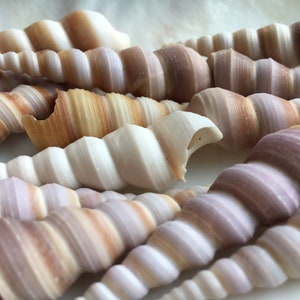 Terebra Turritella Shells (2"-3"), Purple Turritella, Beach Wedding ...