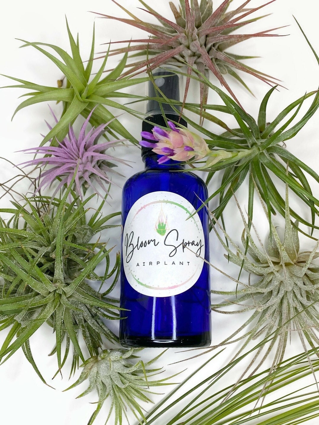 Bloom Spray Air Plant Food, Grow Tillandsia's Faster, Airplant, Air ...