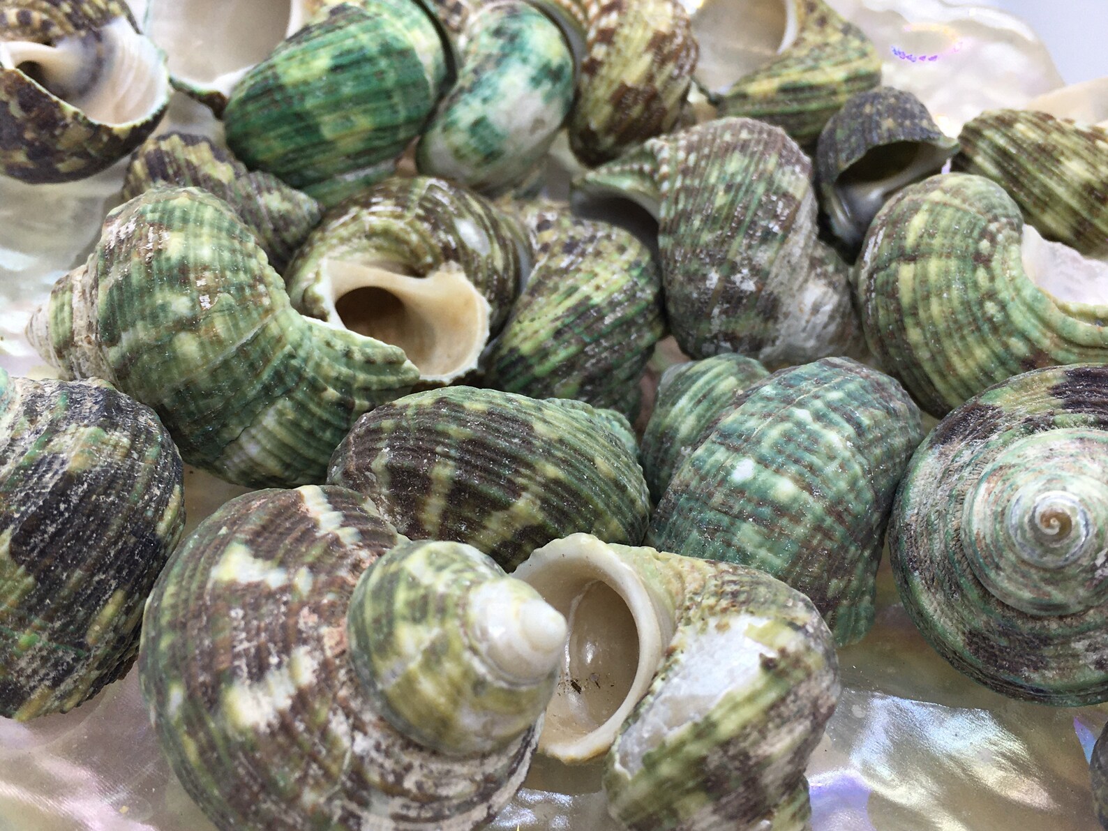 Turbo Stenogyrus Shells-green Turbo Shells-shells for | Etsy