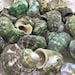 Turbo Stenogyrus Shells-green Turbo Shells-shells for Crafting-decor ...