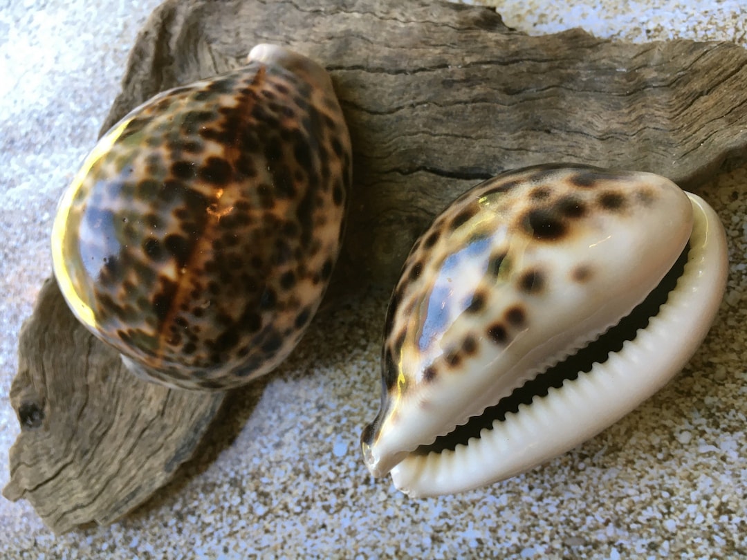 XL Tiger Cowrie Seashells (cypraea Tigris) Wedding Decor-seashells ...
