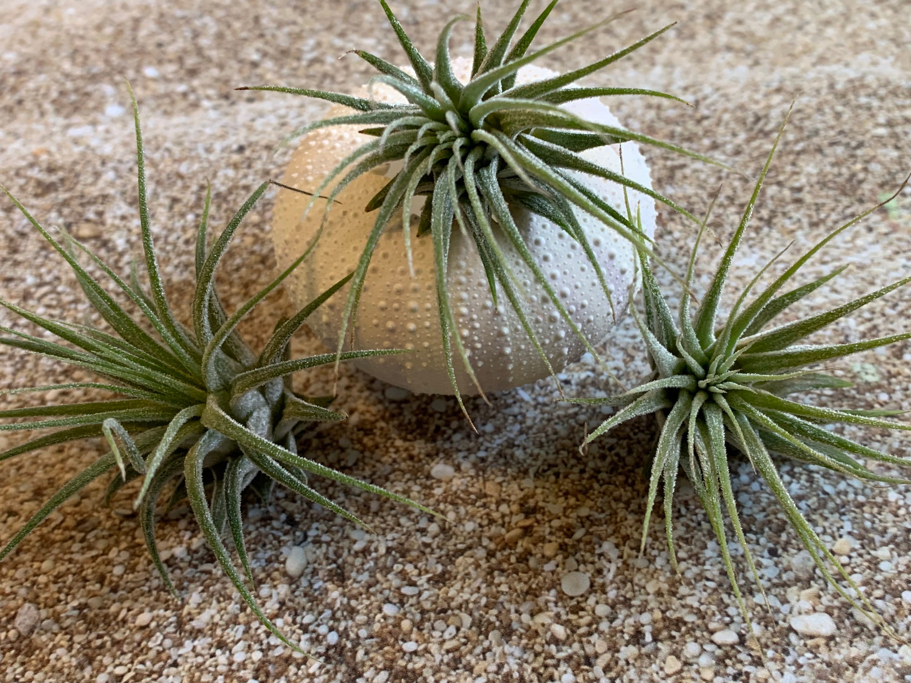 Tillandsia Ionantha Mexican Air Plant, Guatemala Air Plant, Air Plants ...