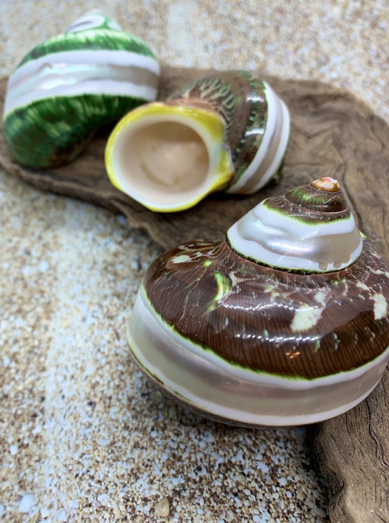 Banded Polished Turban Shell 2 2/8"-2 7/8" (pentholatus) - Seashells ...