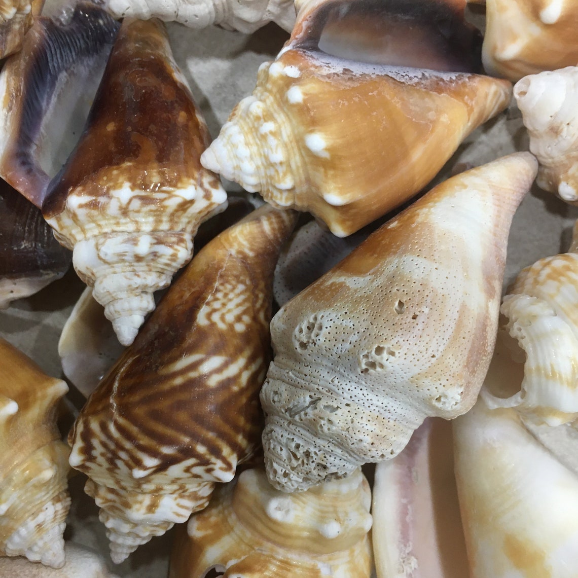 Sanibel Island Florida Fighting Conch, Sanibel Shell, Craft Shell, Home ...