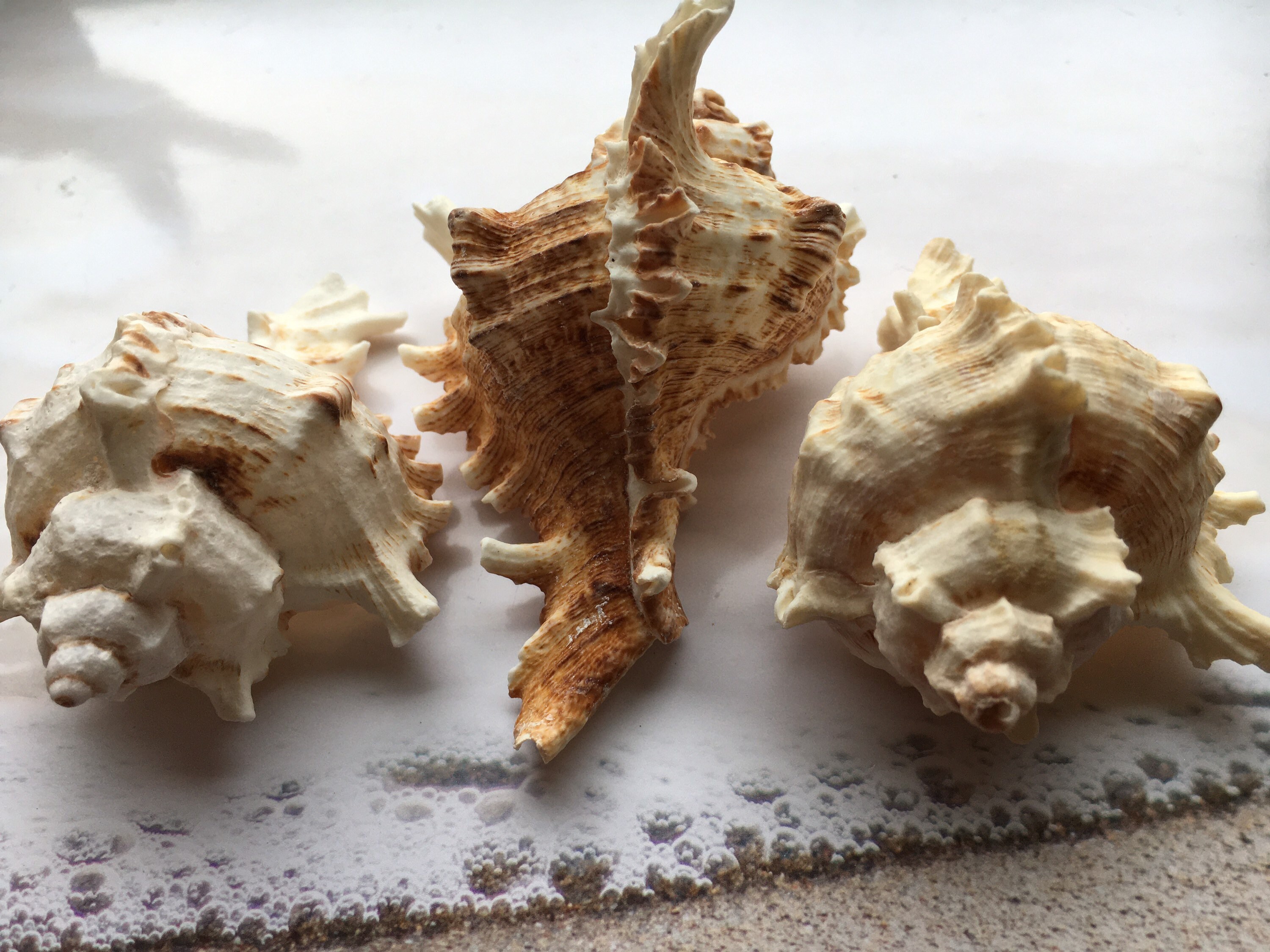 Murex Ramosus-collector Shell-wedding Decor-beach Home | Etsy