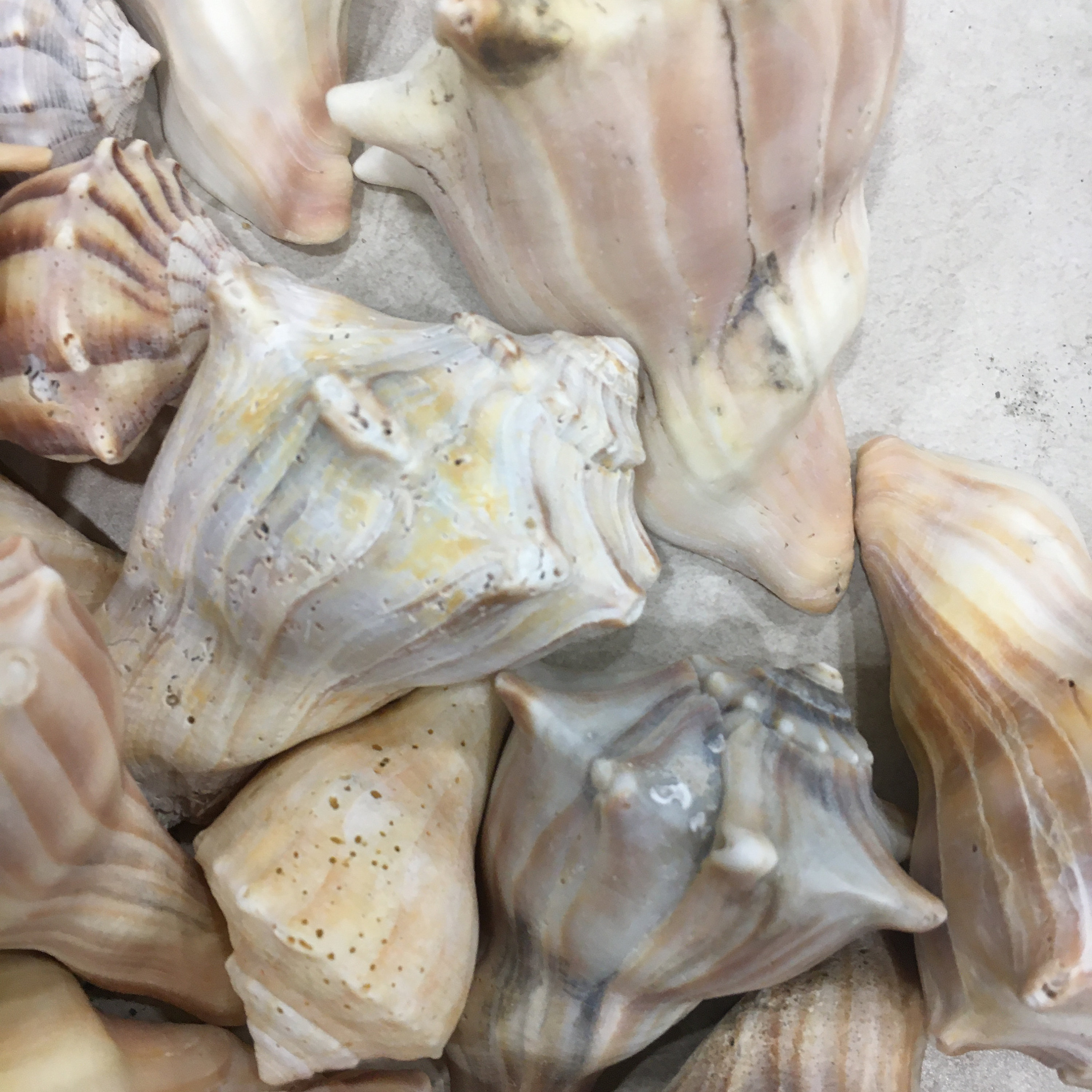 Lightning Whelk From Sanibel Island Florida Beach Whelk Home - Etsy