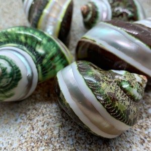 Banded Polished Turban Shell 2 2/8"-2 7/8" (pentholatus) - Seashells ...