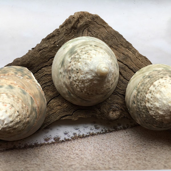 Trochus Shell - Etsy