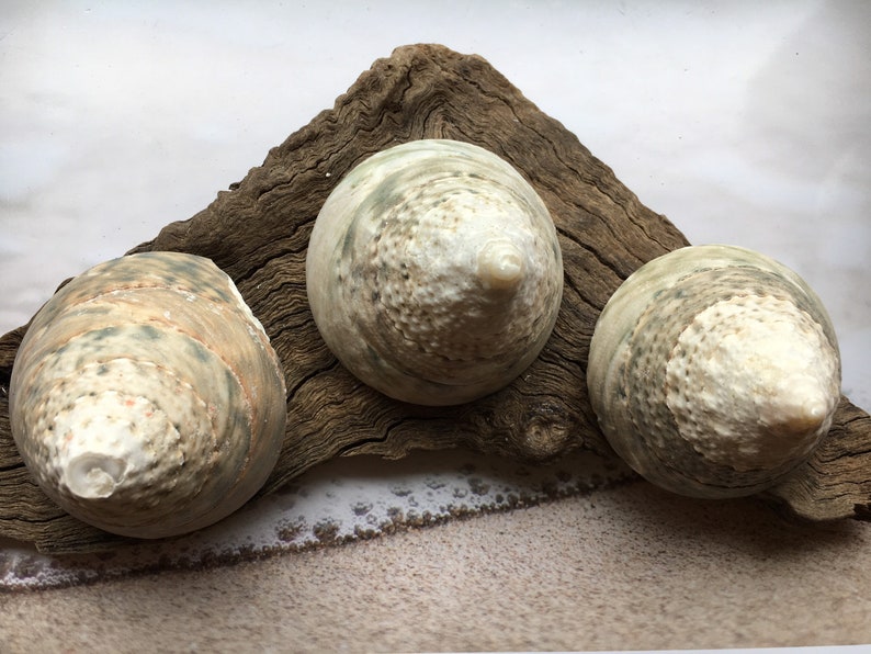 XL Green Trochus Shell 22.5wedding-beach Decor-pink - Etsy