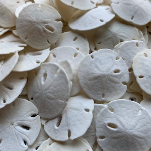 Small Sand Dollars 1"-1.5" - Sand Dollar - Craft Supply - Beach Wedding ...