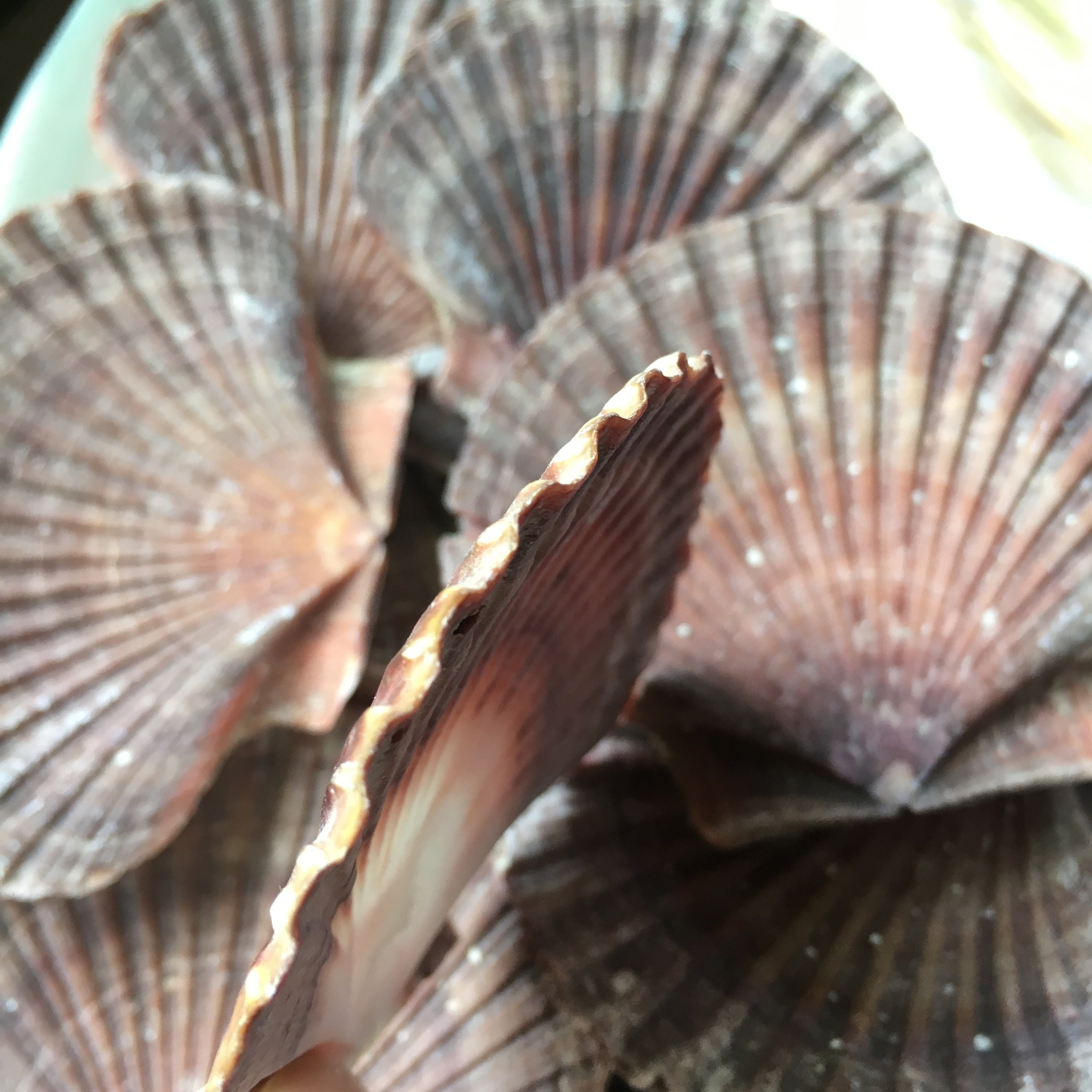 Large Mexican Flat Scallop Shells 34 Seashell | Etsy