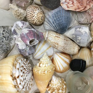 Sea Glass & Seashells Mix Great for Crafting, Art, Home Decor, Great ...