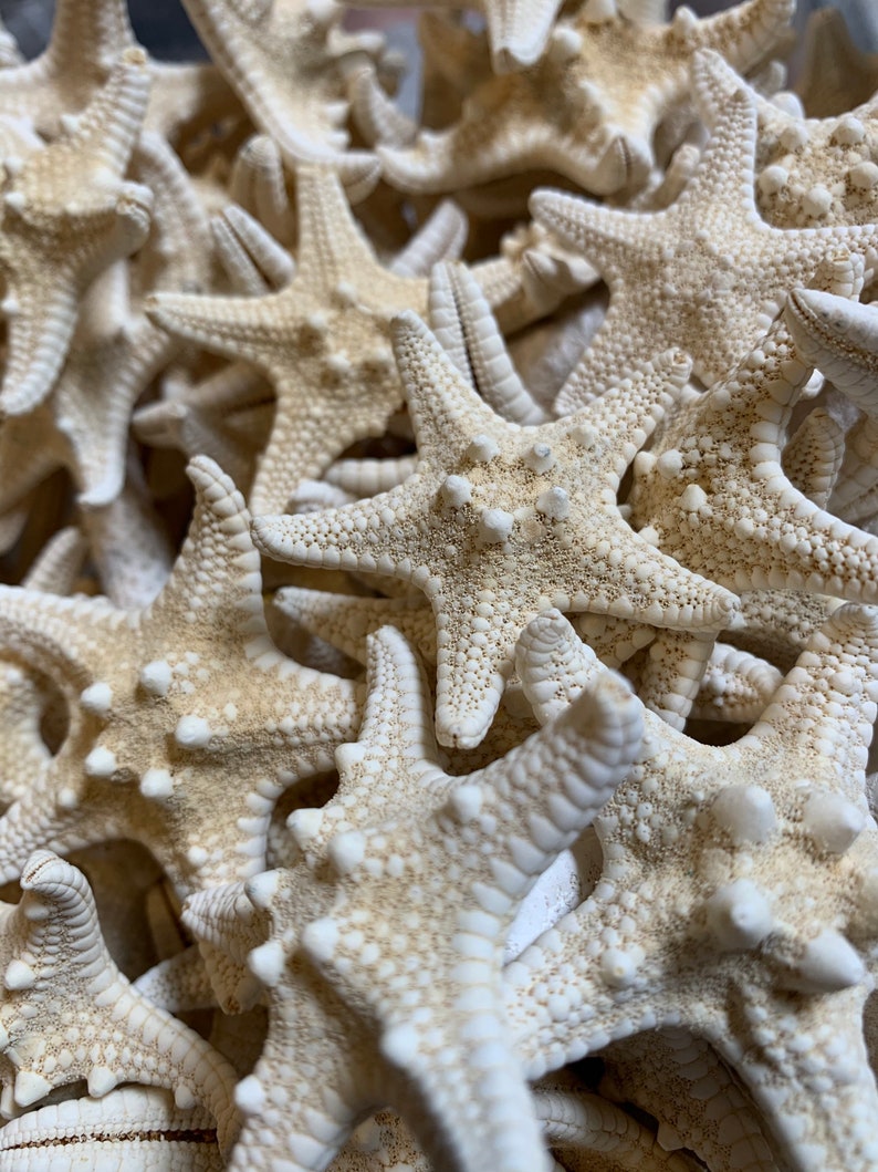 Small Knobby Starfish White 12 Bulk Starfish - Etsy