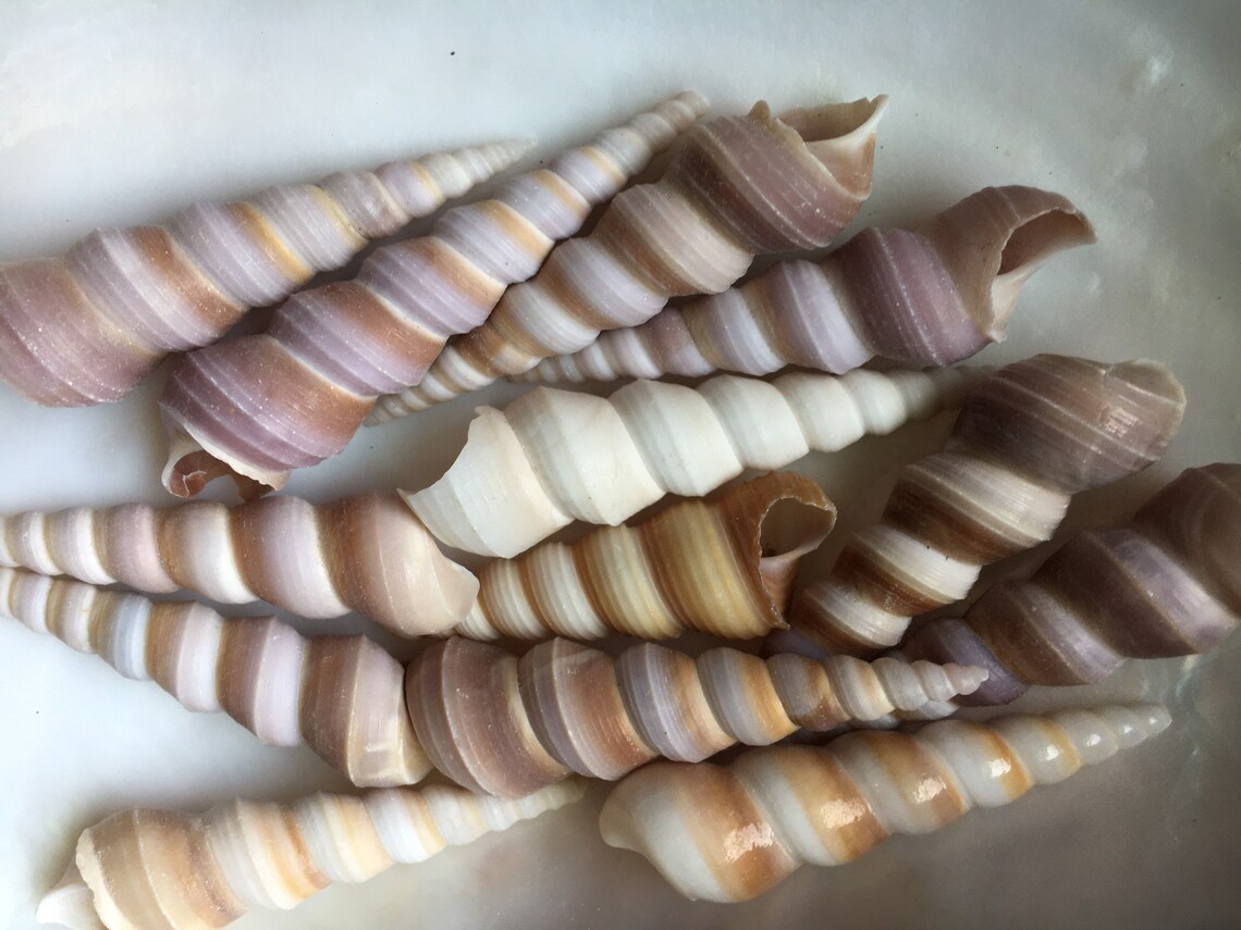Terebra Turritella Shells (2"-3"), Purple Turritella, Beach Wedding ...