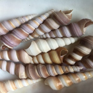 Terebra Turritella Shells (2"-3"), Purple Turritella, Beach Wedding ...