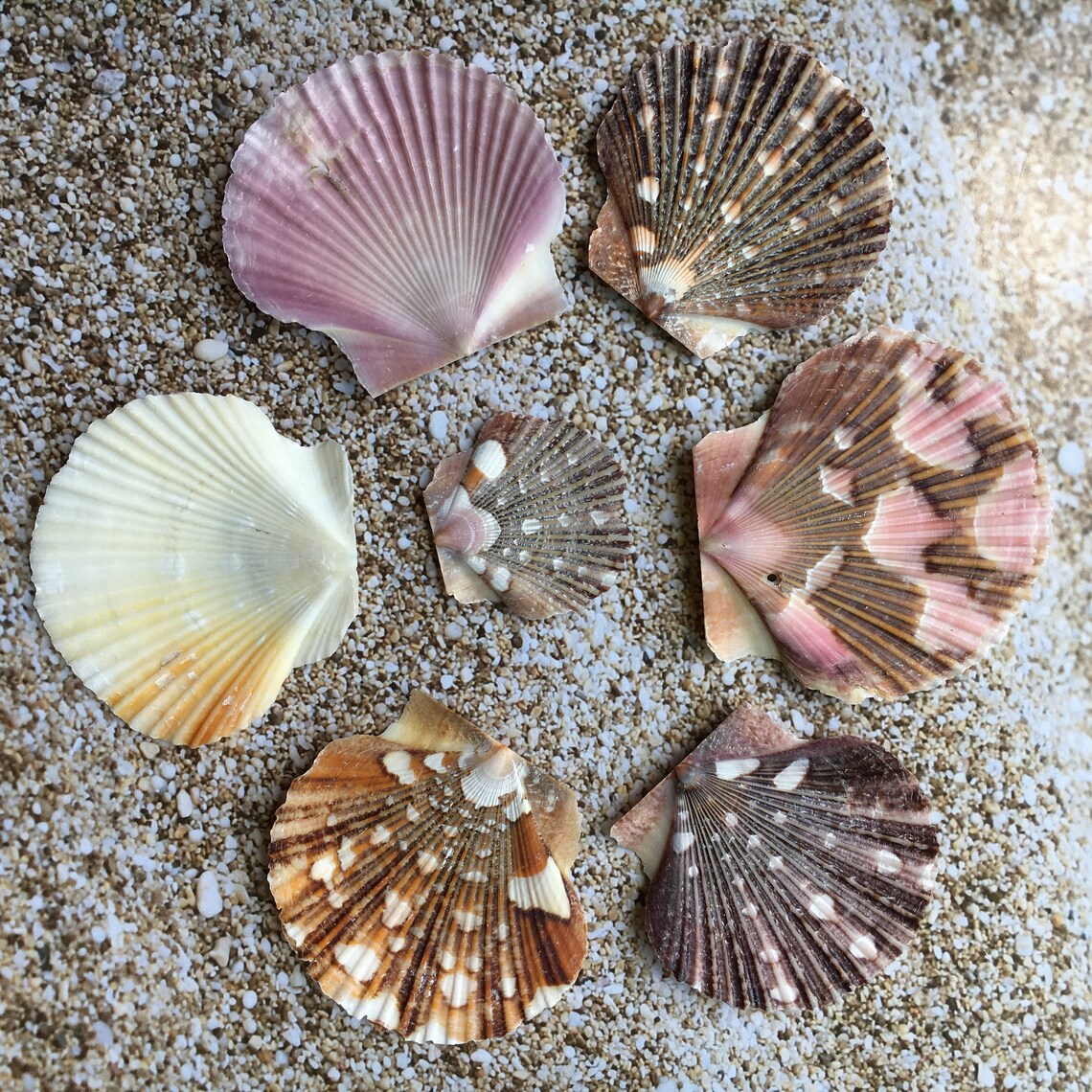 Baby Flat Scallop Shell-bulk Seashell Supplies Scallop | Etsy