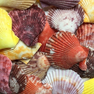 Colored Pectin Shells 1"-2" - Colorful Pectins - Natural Seashell ...