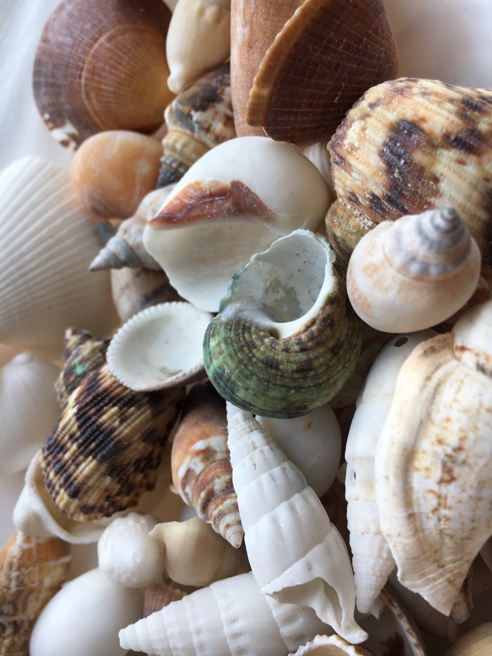 Philippines 1/2 Lb Shell Mix-beach Wedding Decor-sea Shells Bulk ...