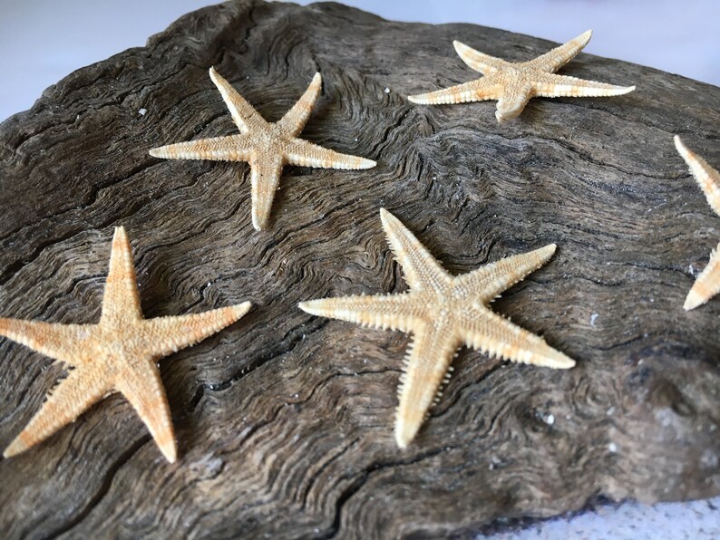 Tiny Tan Starfish-1-1.5" - Starfish - Craft Supplies - Beach Decor ...