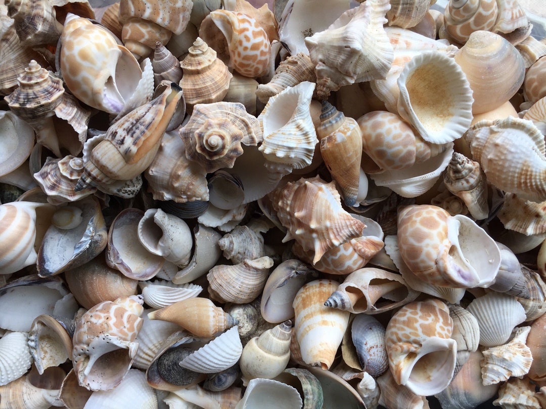 Assorted Sea Shell Mix, Beach Wedding Decor, Sea Shells Bulk, Assorted ...