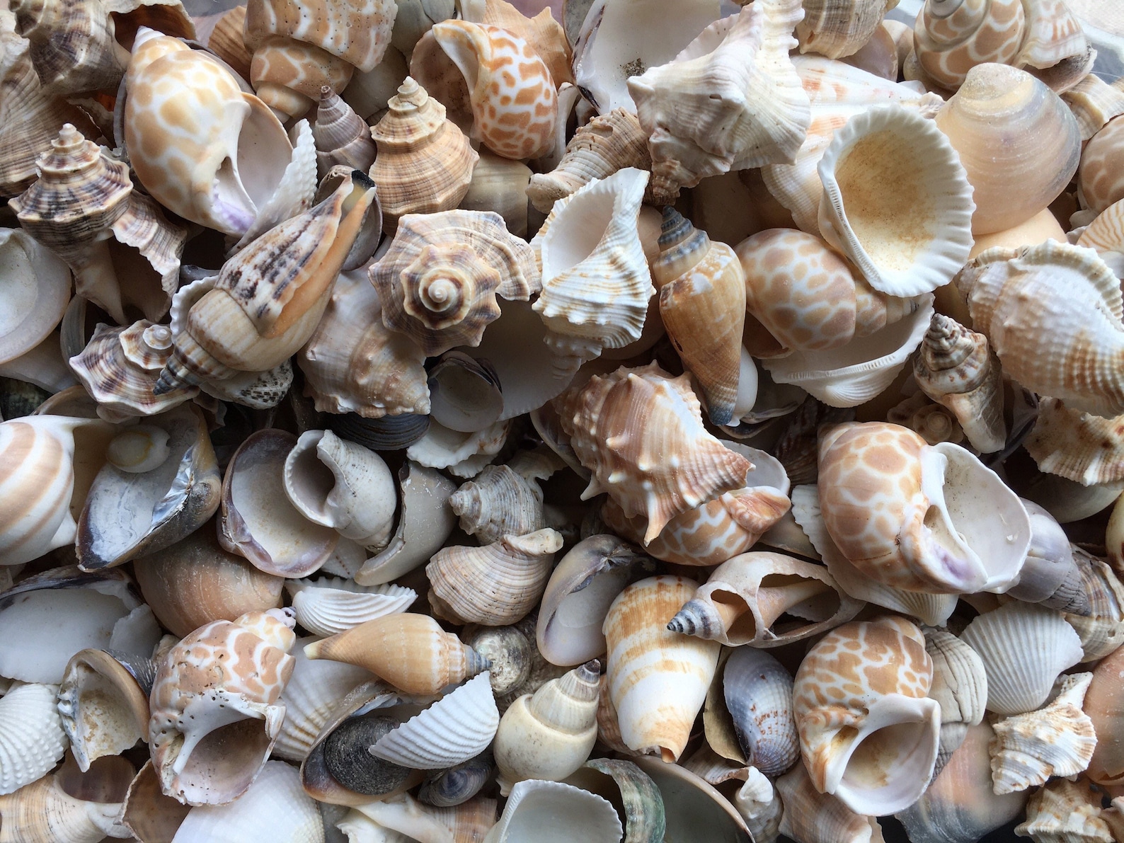 Assorted Sea Shell Mix Beach Wedding Decor Sea Shells Bulk - Etsy
