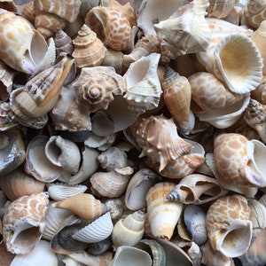 Assorted Sea Shell Mix Beach Wedding Decor Sea Shells Bulk - Etsy