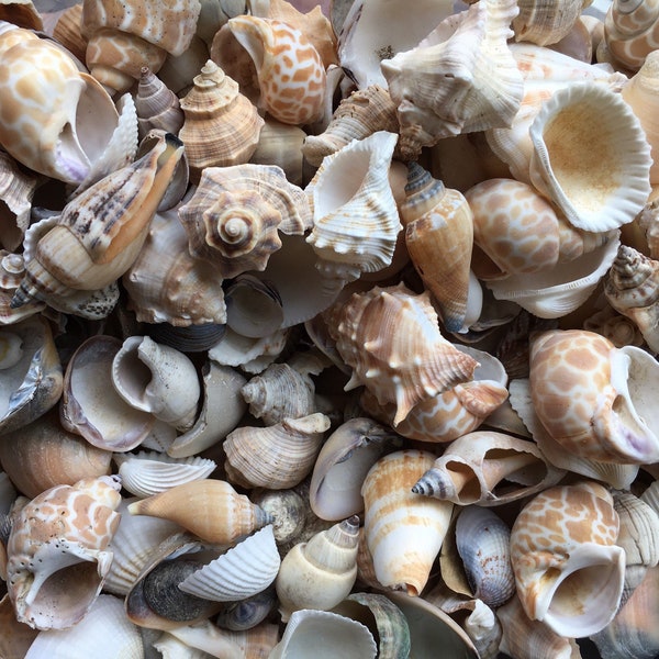Assorted Seashells - Etsy