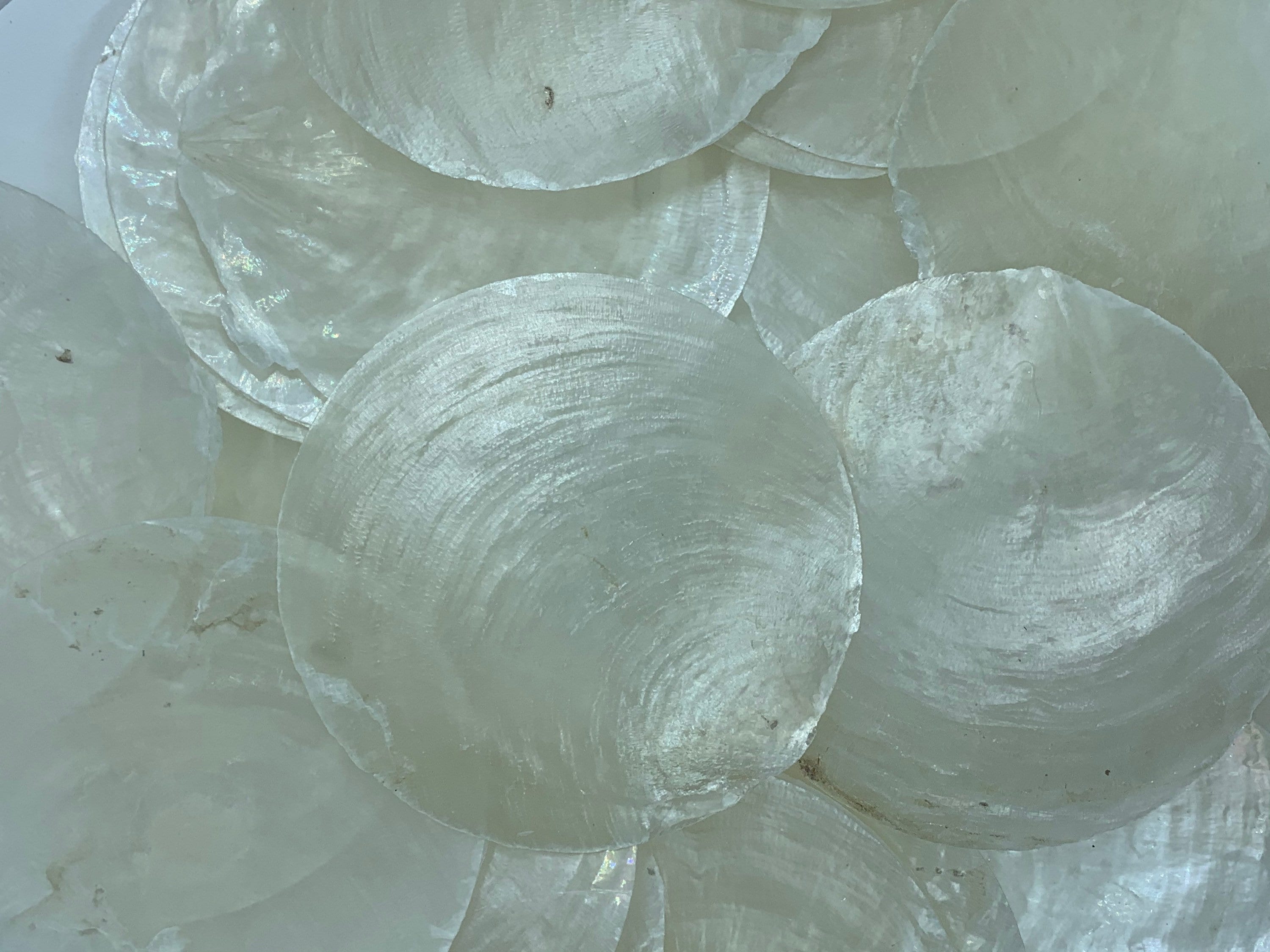 Capiz Shells Round 3 Flat Shells Natural Cream Capiz - Etsy