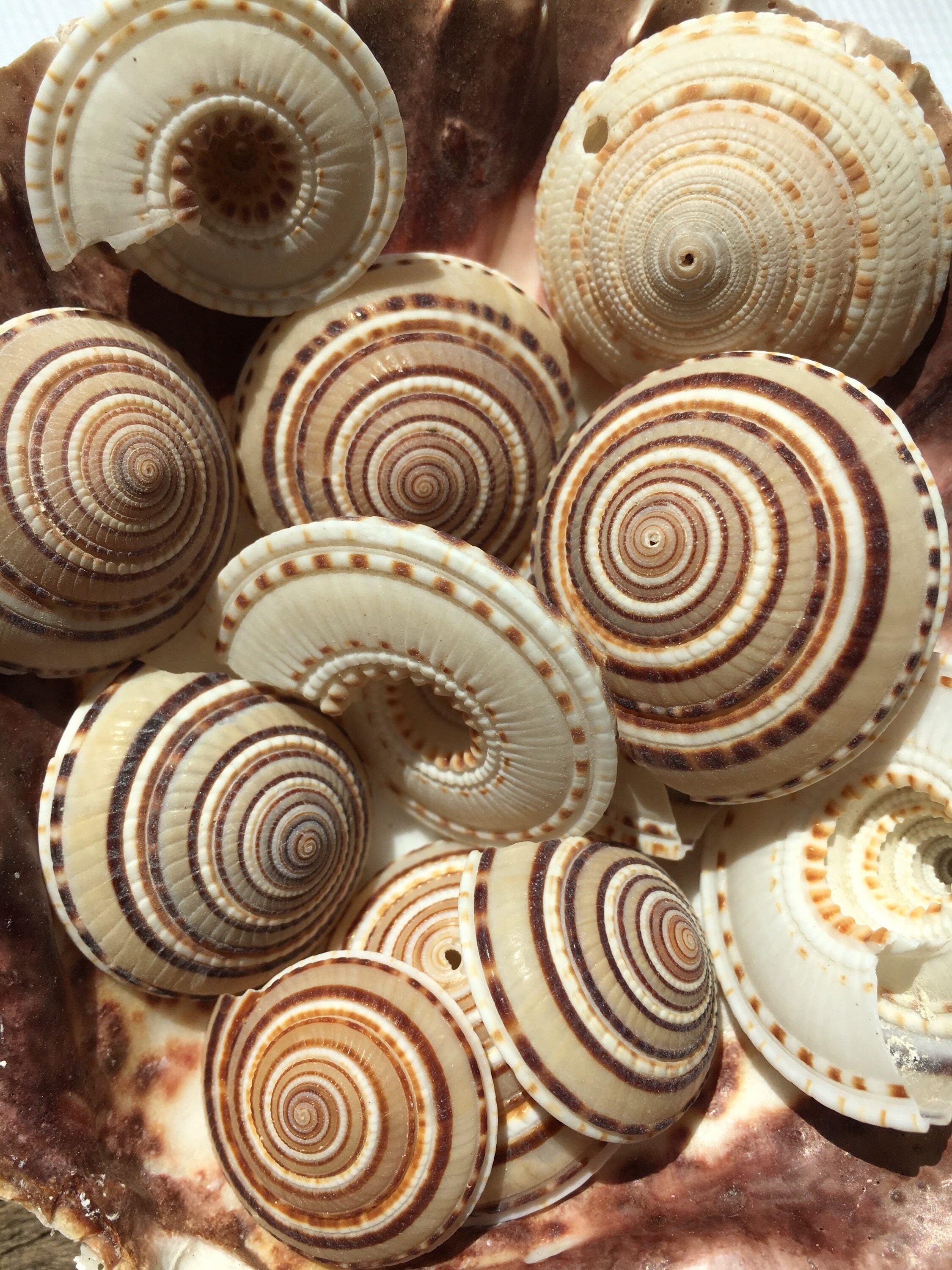 Sundial Seashells 3/41.5 Sundial Seashell Craft | Etsy