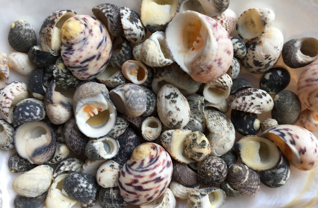 Nerite Snail Sea Shell Mix - Assorted Nerties - Sea Shells - Craft ...