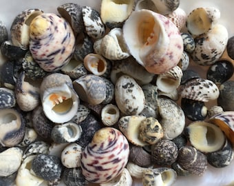 Mixed Nassa Shells-white/tan Small Shells-beach Home Decor-crafting ...