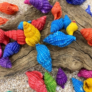 Mini Dyed Seashells, Small Shell Mix, Tiny Seashells, Crafting Shells ...