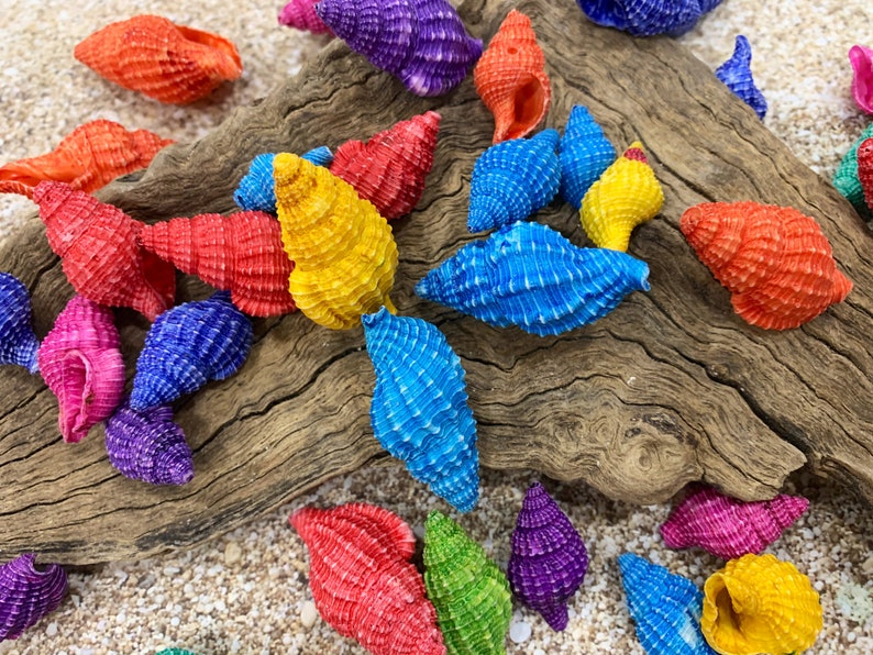 Mini Dyed Seashells, Small Shell Mix, Tiny Seashells, Crafting Shells ...