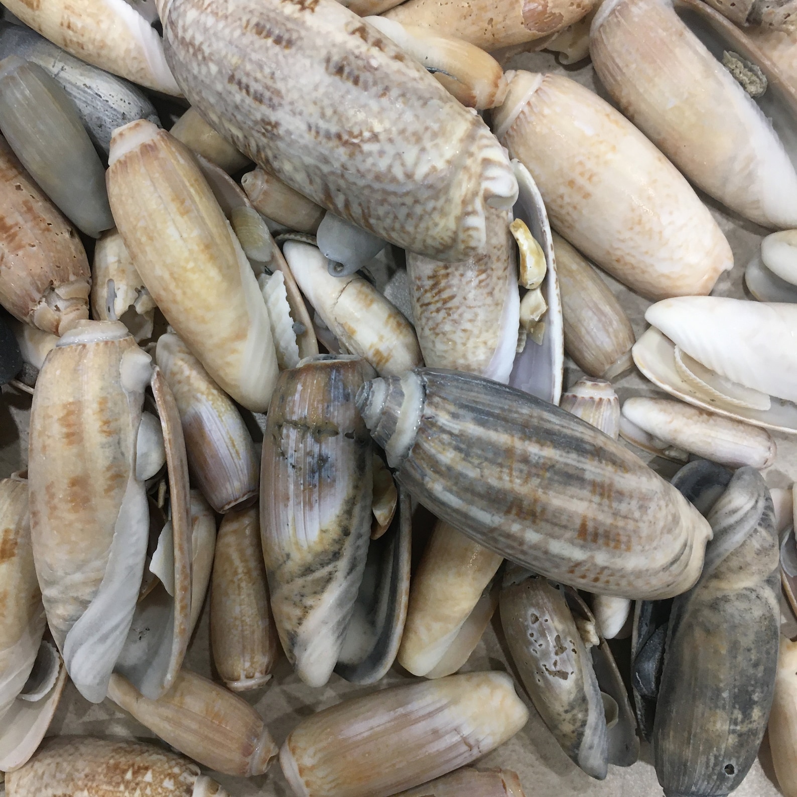 SALE Mixed Damaged Olive Shells 13 10 Piece - Etsy