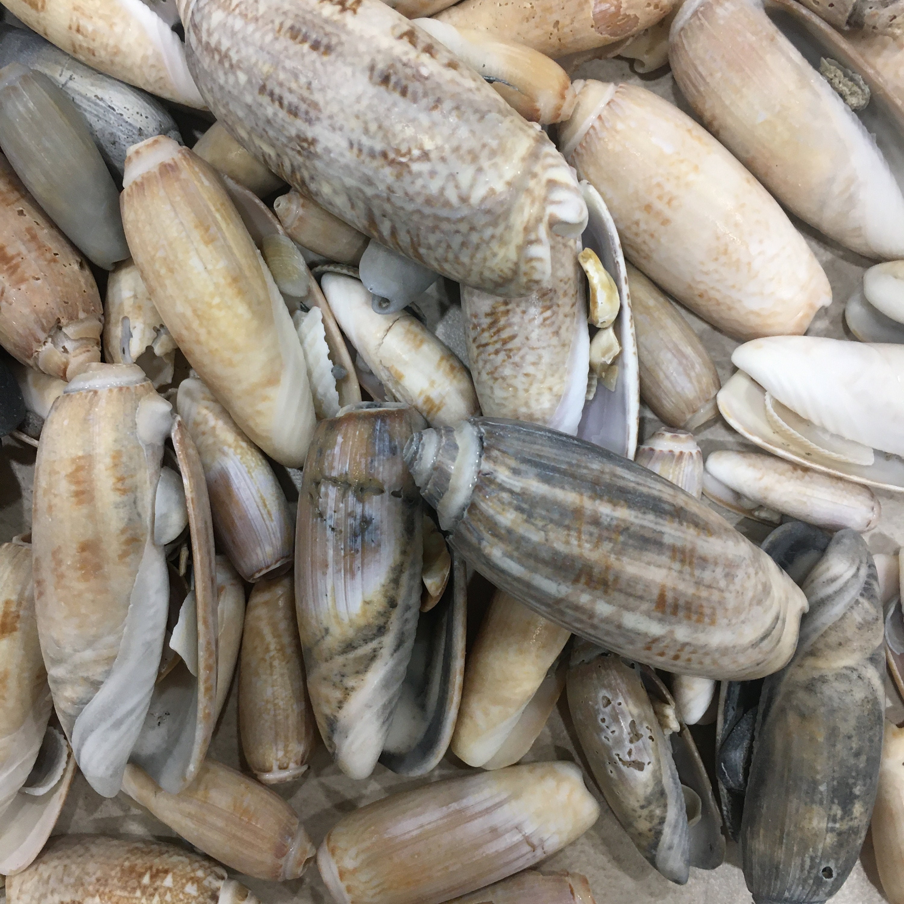 SALE Mixed Damaged Olive Shells 13 10 Piece | Etsy