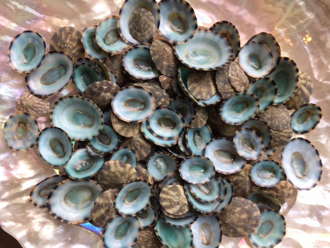 Green Limpet Seashells 0.50-1.25 Green Limpet - Etsy