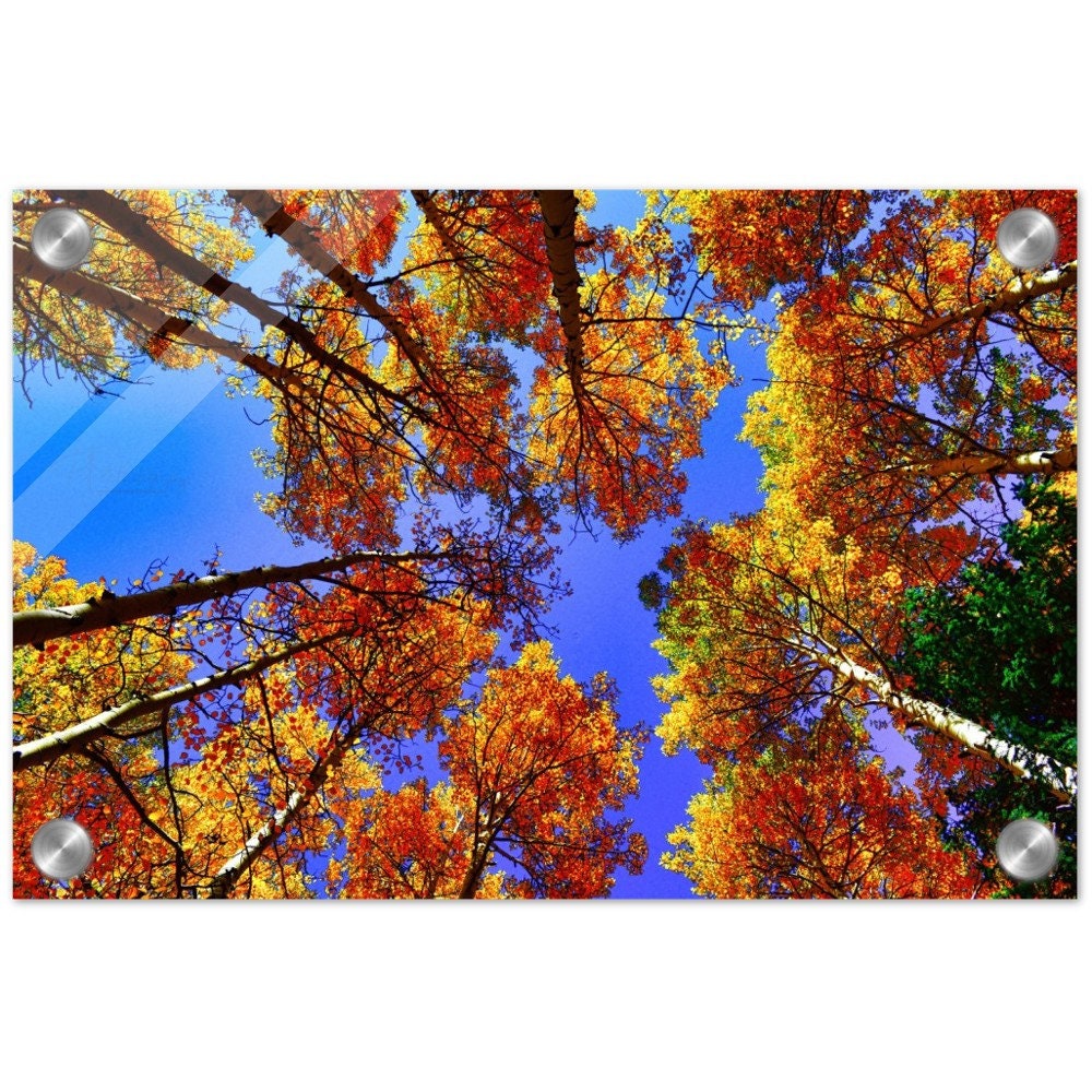 Acrylic Print Colorful Fall Trees 1 Photo Art Wall Decor - Etsy