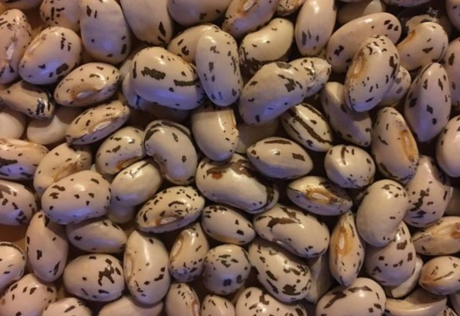 Jumbo Eye of Goat Beans Non GMO Legumes Armenian - Etsy
