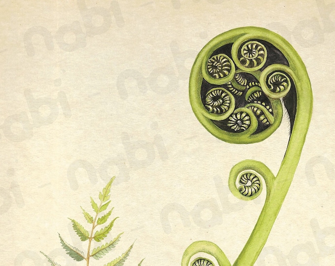 New Zealand Silver Fern, Digital Download, AVAILABLE IN MINUTES ...