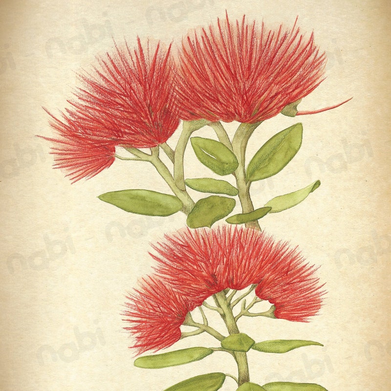 Pohutukawa - Etsy