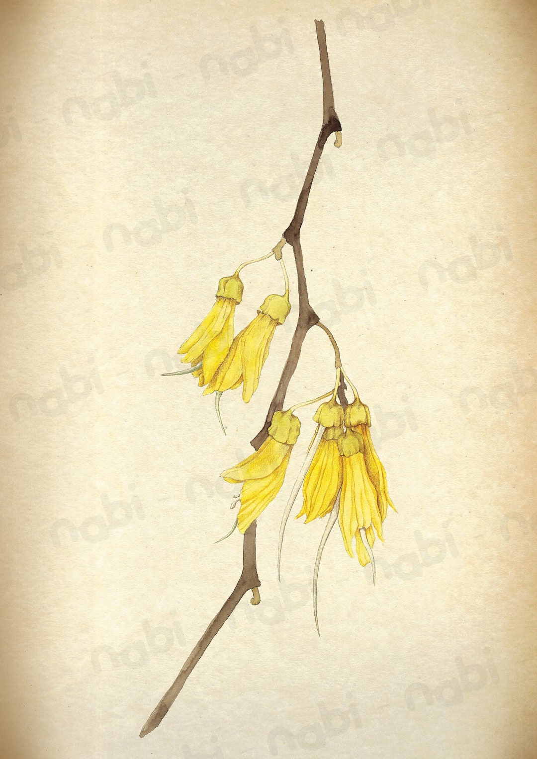 A4 Vintage Style Printable Botanical Art New Zealand Native Plant ...