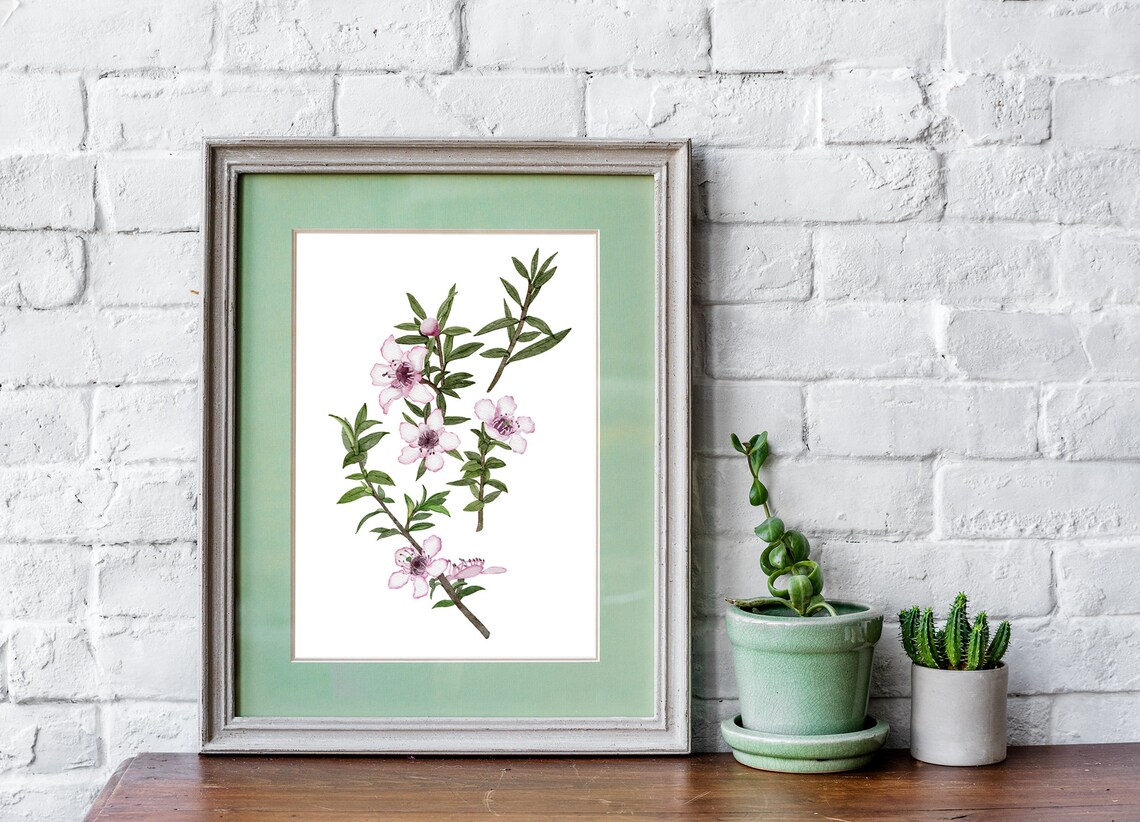 New Zealand Native Plant 'manuka', Watercolour Painting, Botanical Art ...
