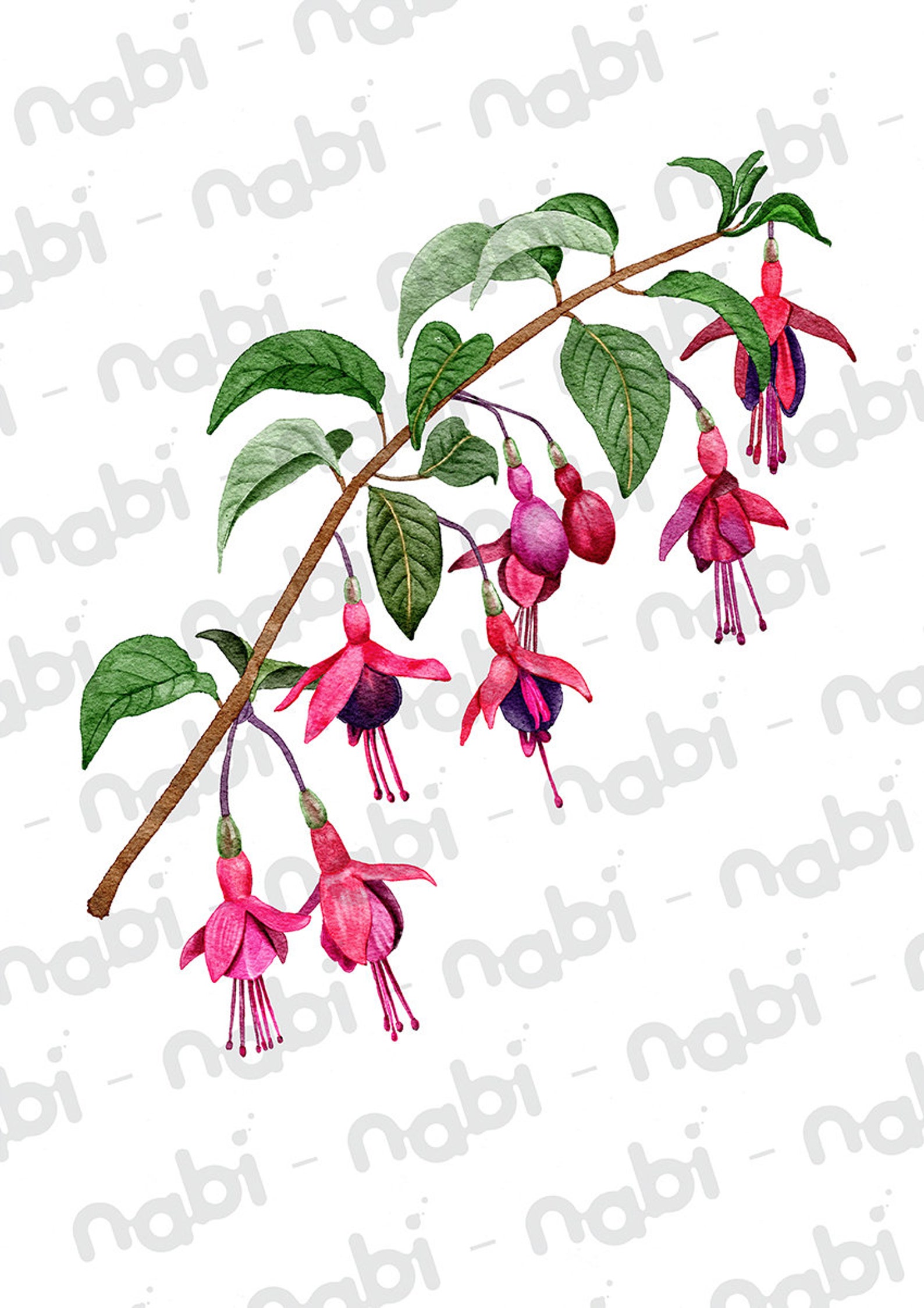 Set of 3 New Zealand Native Plant 'flax', 'manuka' and 'fuchsia ...