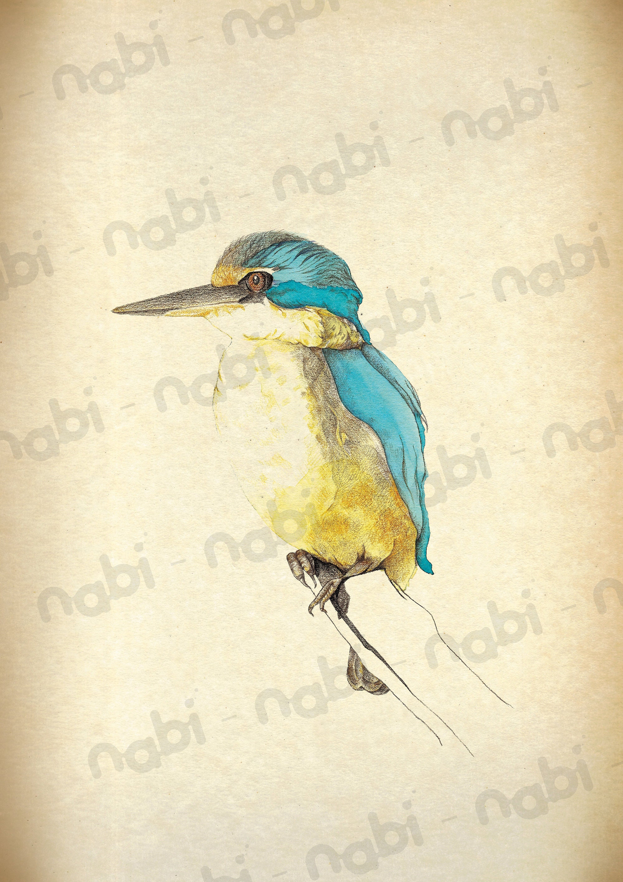 A4 Vintage Style Printable Art Watercolour New Zealand Native Bird ...