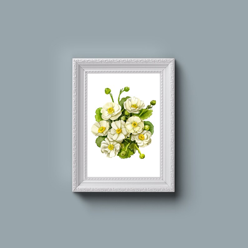 New Zealand Native Flower 'mt Cook Lily', Watercolour, Botanical Art ...