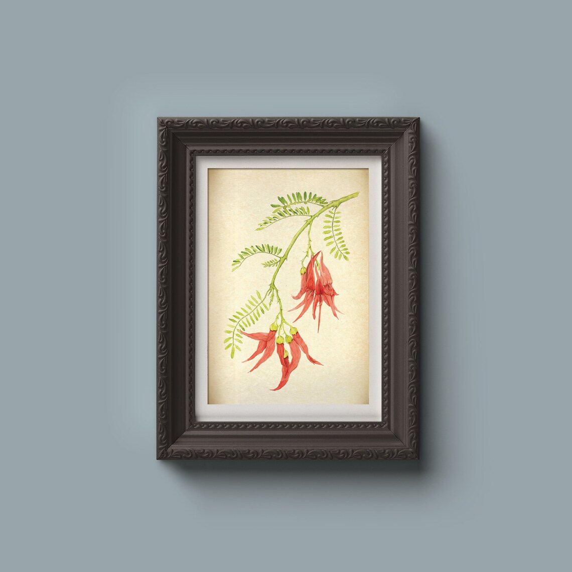 A4 Vintage Style Printable Botanical Art New Zealand Native Plant Kaka ...